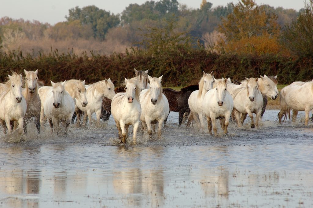 Élevage de chevaux - Camargue Découverte
